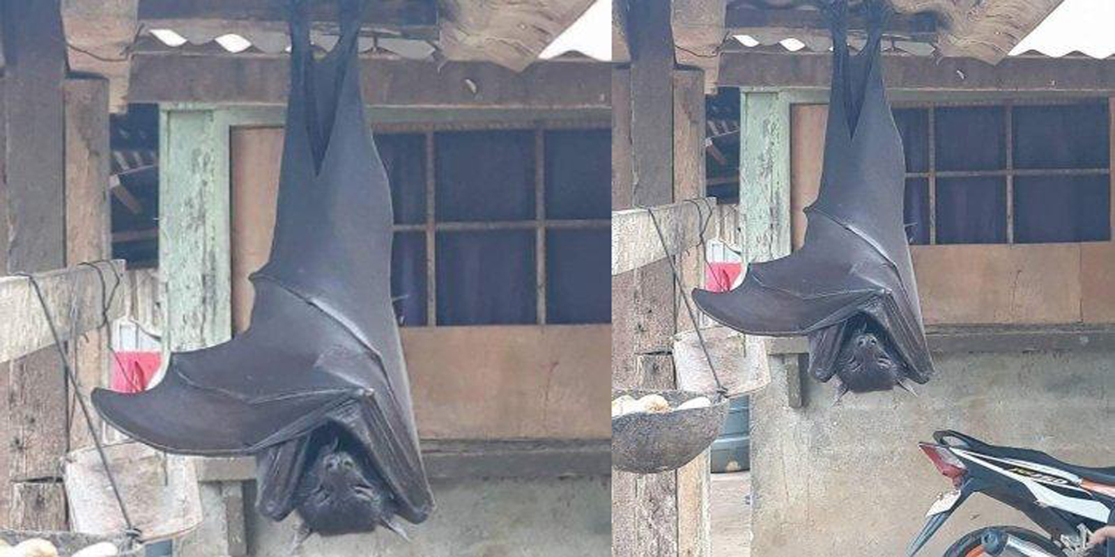 Keluang sebesar tubuh manusia | Makkal Osai - மக்கள் ஓசை