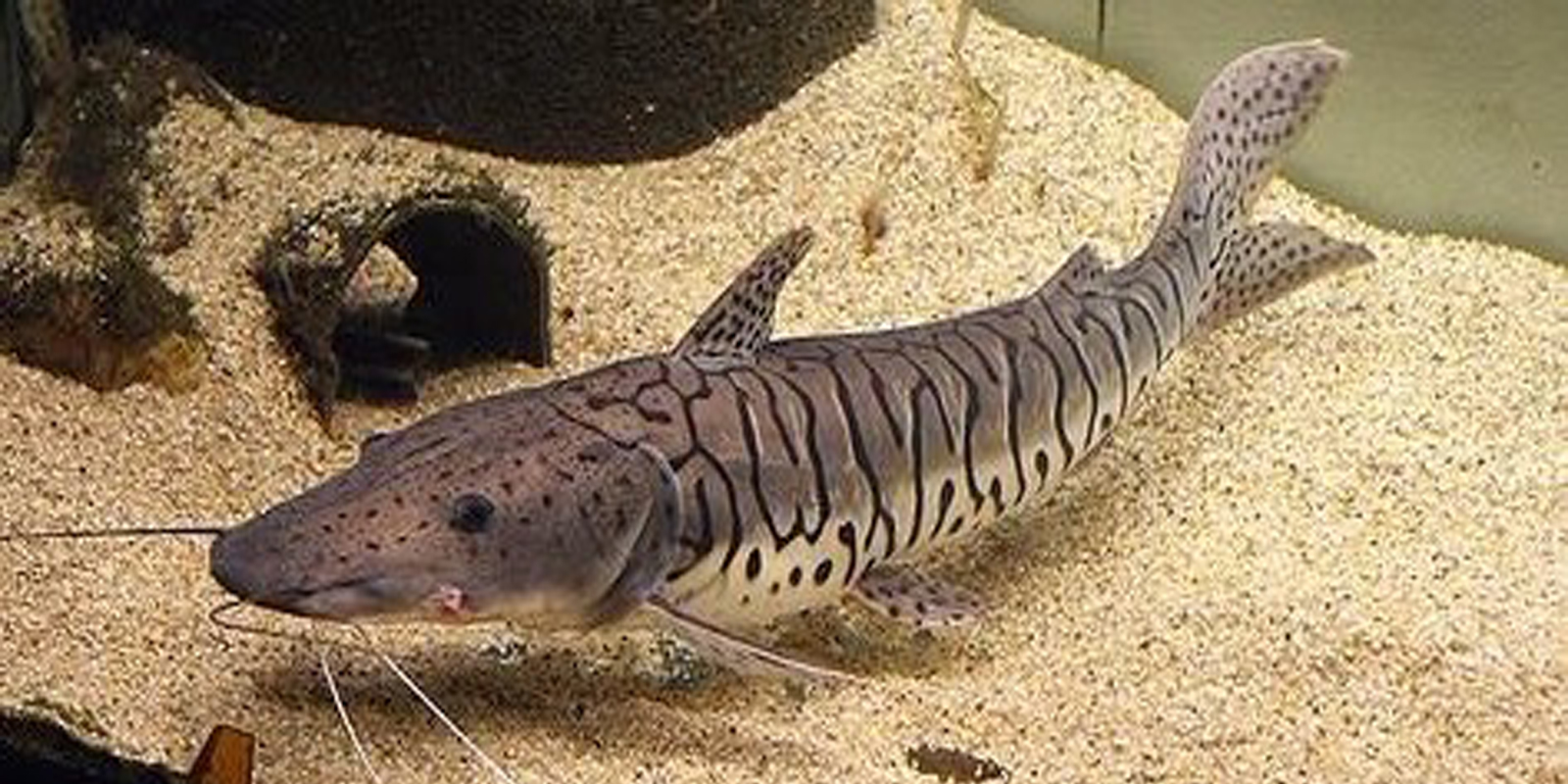 Ada Orang Jumpa “Tiger Cat Fish” Di Sungai semenyih boleh rosakkan ...