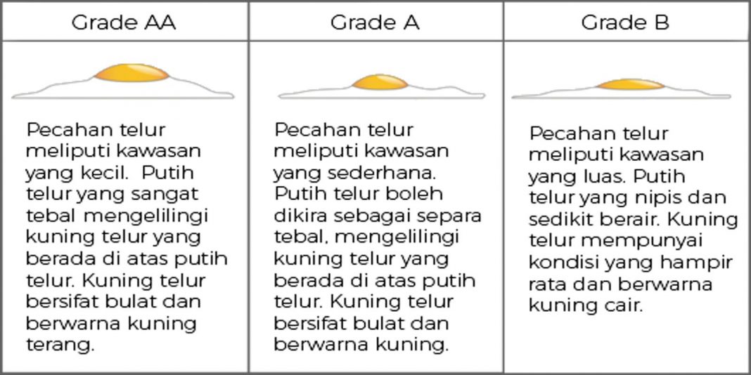Gred Telur | Makkal Osai - மக்கள் ஓசை