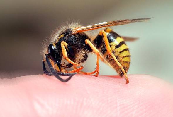 Wanita warga emas maut akibat disengat tebuan | Makkal Osai - மக்கள் ஓசை